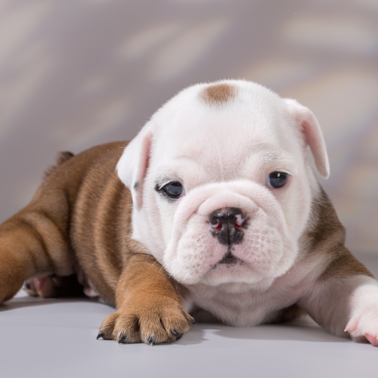 Dog Breeds With Extra Aww-Factor | Terri's Little Haven