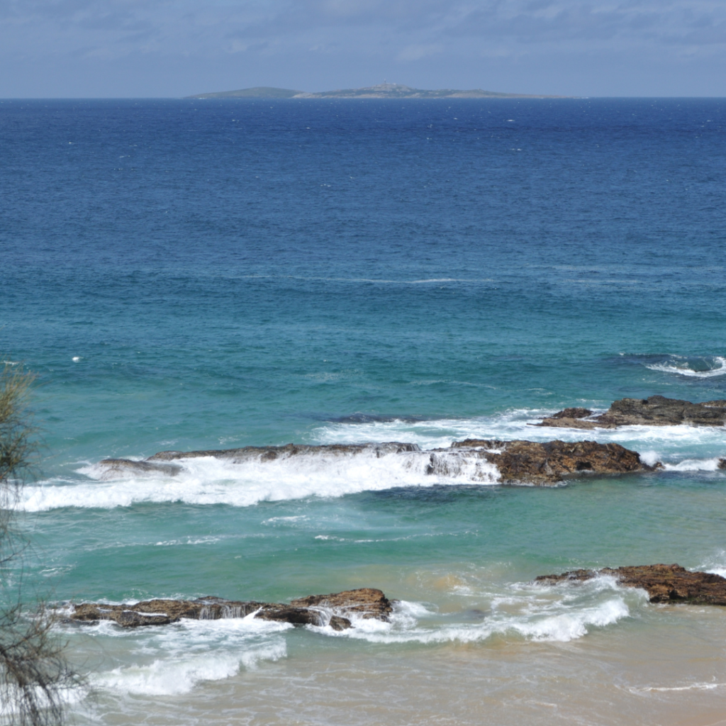 Visiting Montague Island - A Detailed Guide | Terri's Little Haven