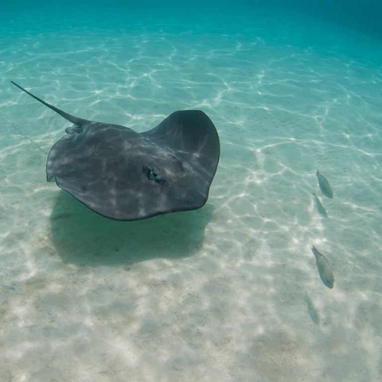 Visiting Montague Island - A Detailed Guide