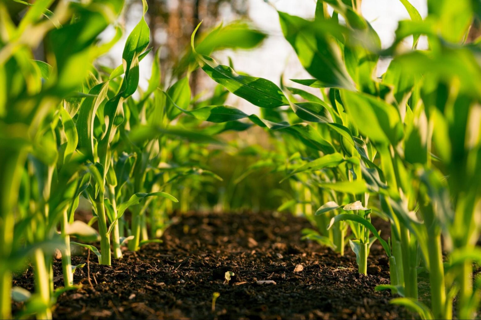 Regenerative Farming: 5 Strategies Farmers Are Using to Restore Soil ...
