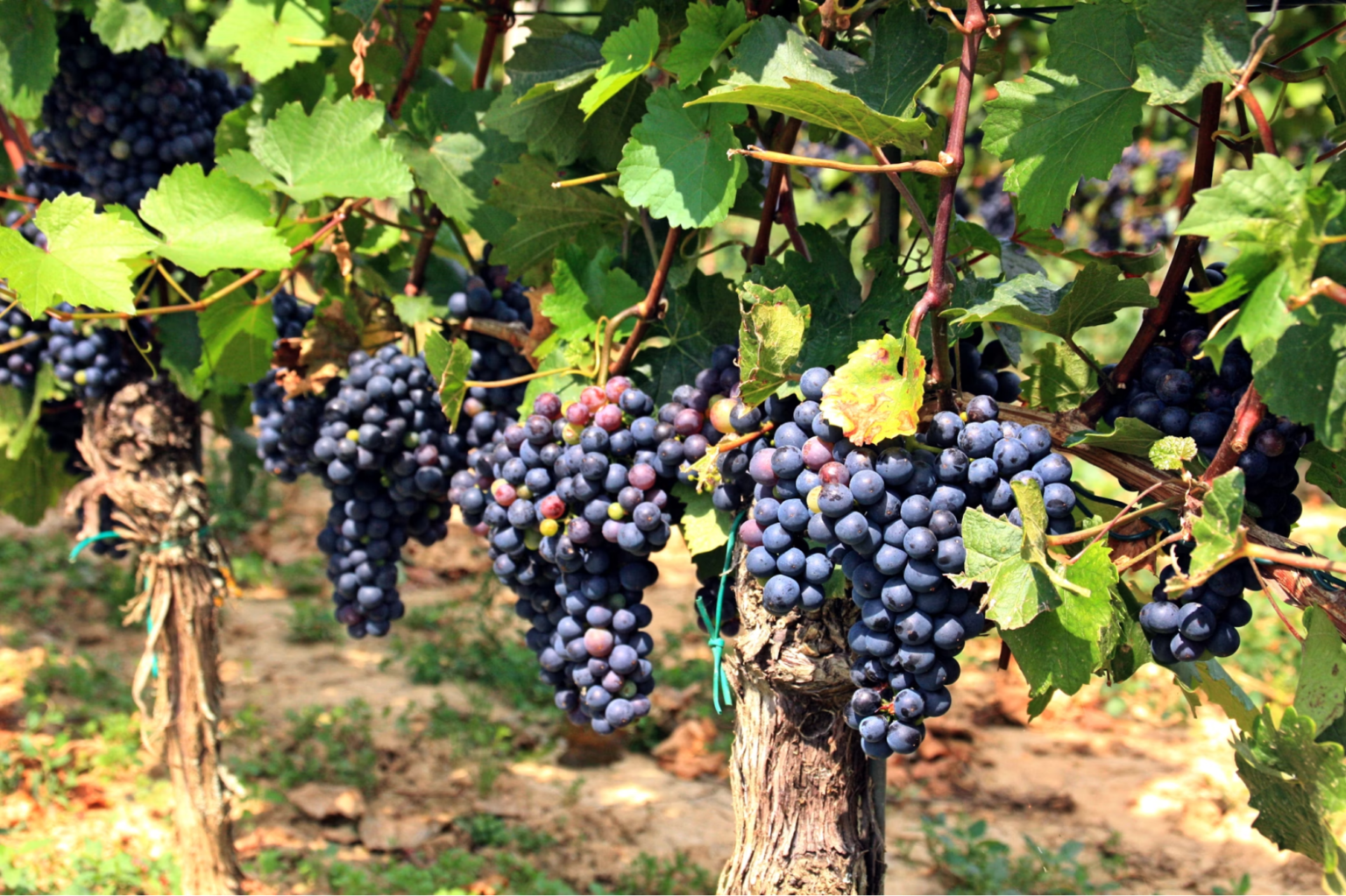 Bottled Beauties: 7 Popular Grape Varieties and Their Characteristics